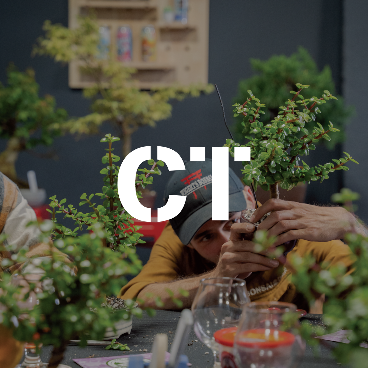 Connecticut – Bonsai Bar