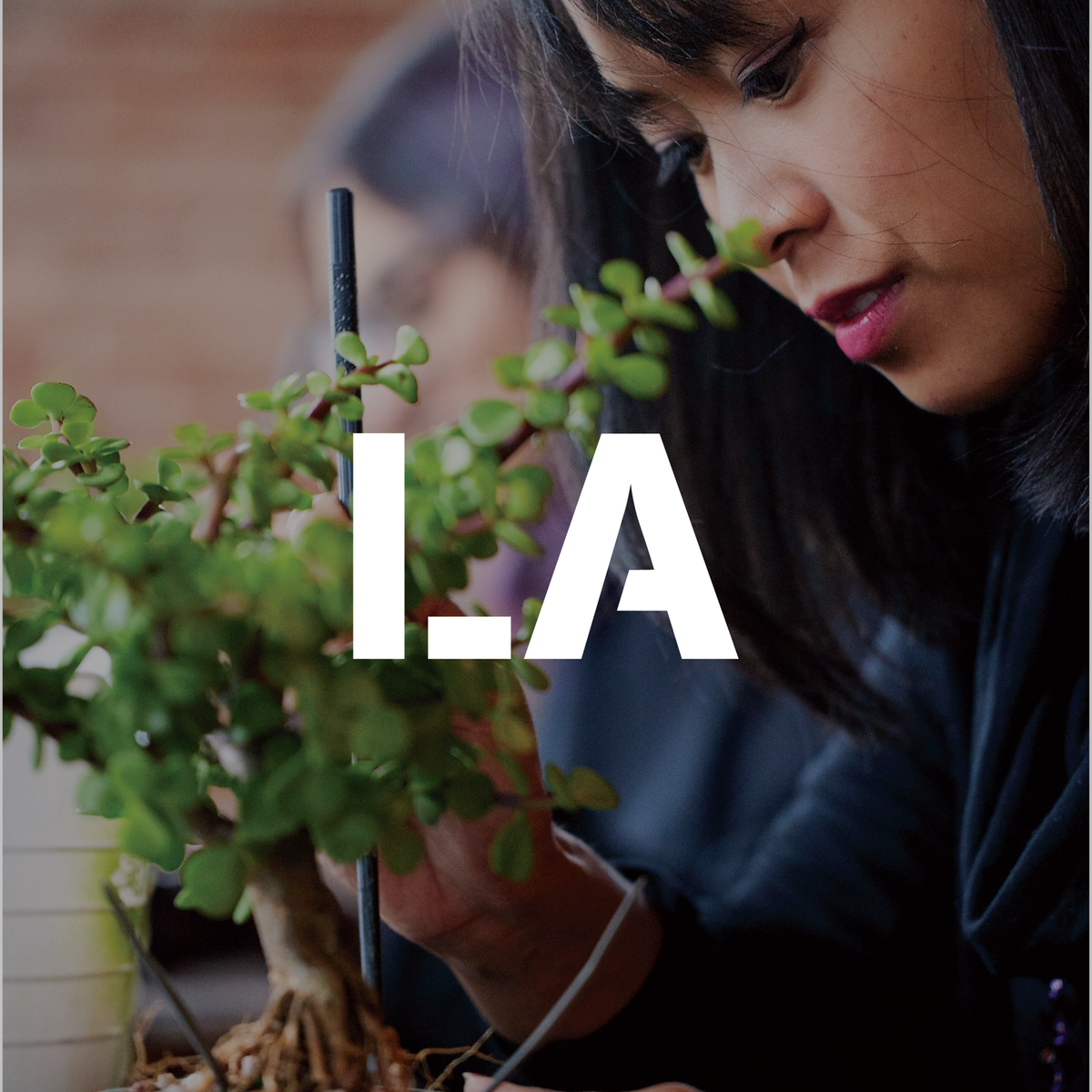 Louisiana – Bonsai Bar