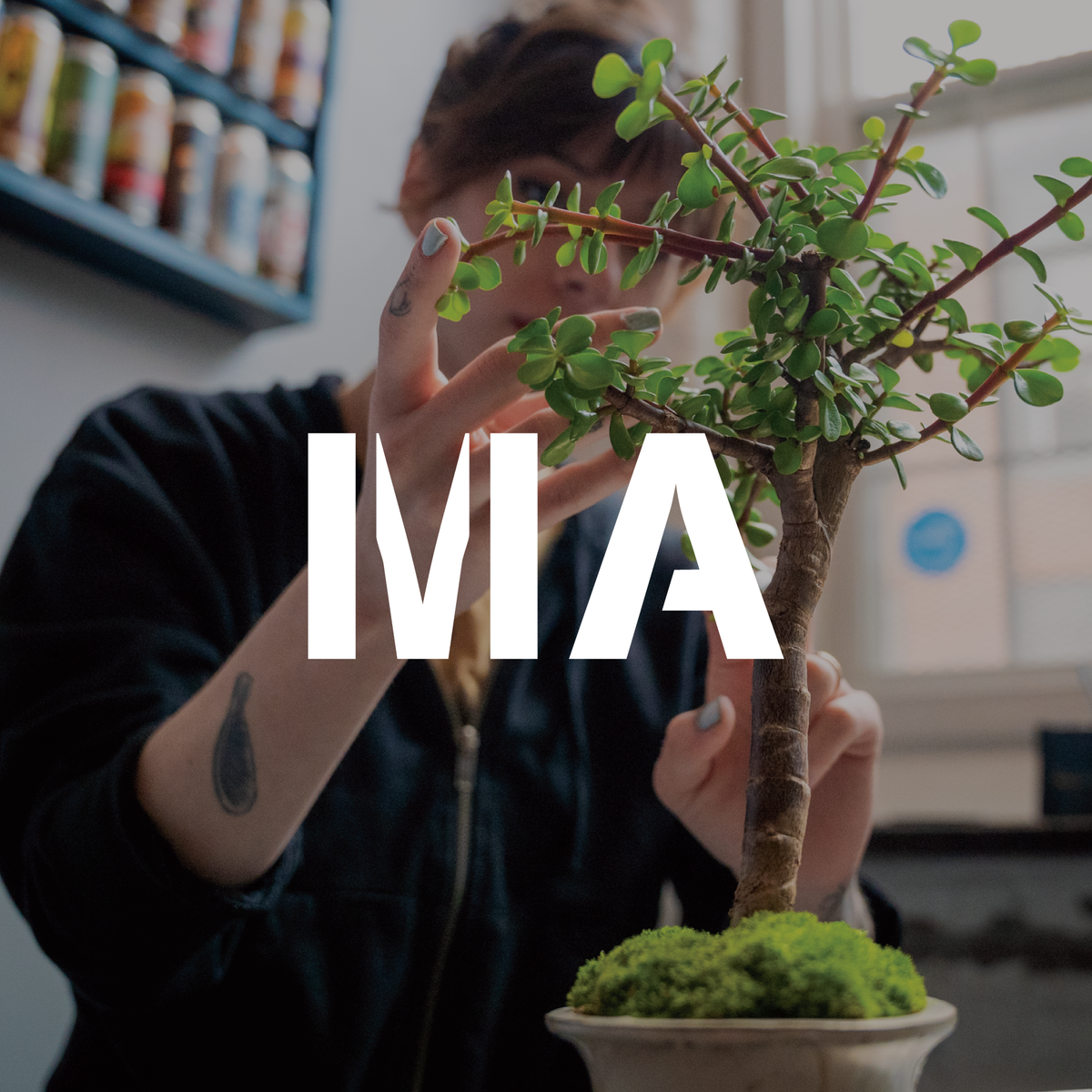 Massachusetts – Bonsai Bar