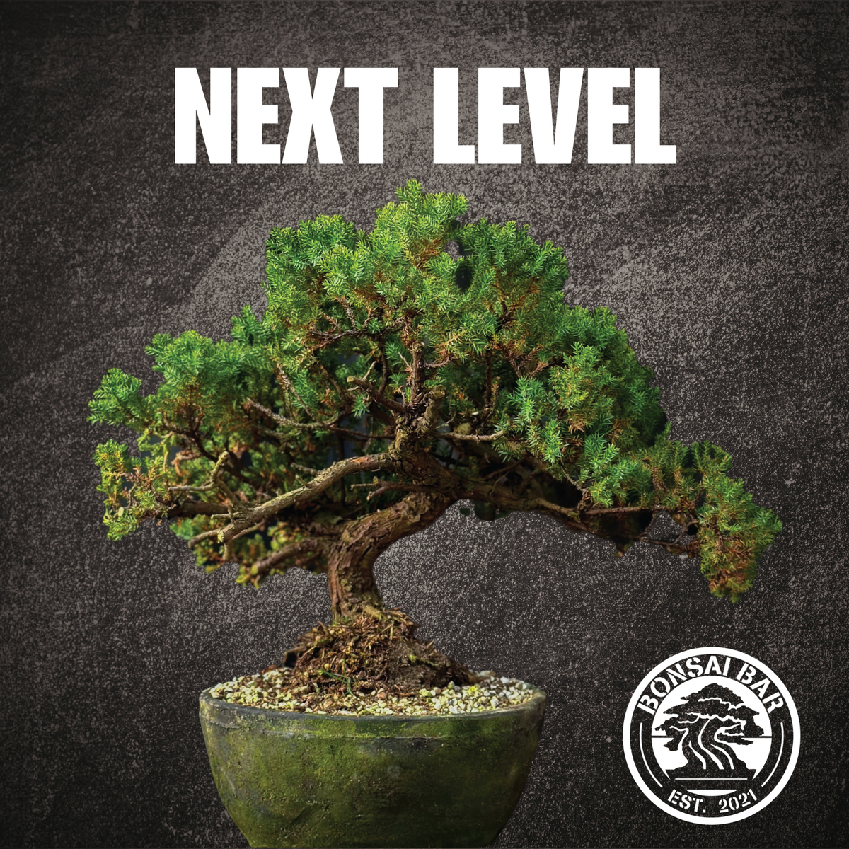 Bonsai Bar - Next Level