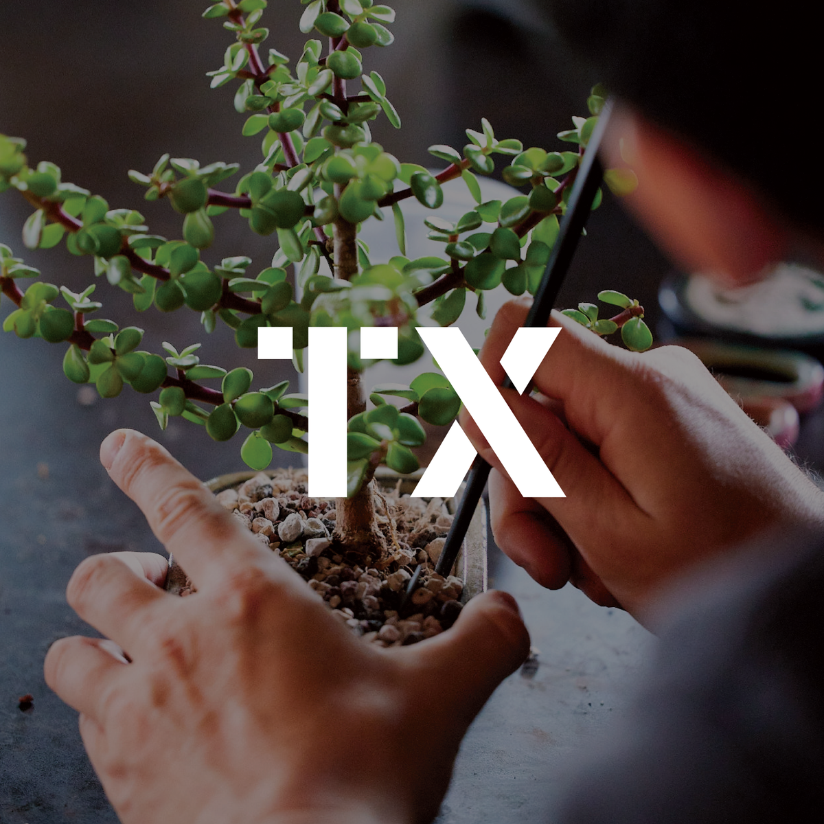 Texas – Bonsai Bar