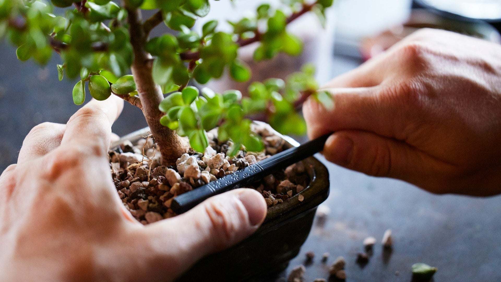 Private Events – Bonsai Bar