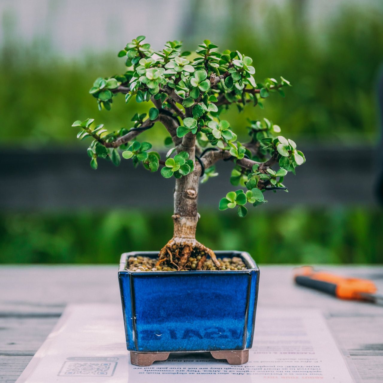 Tree Guarantee – Bonsai Bar
