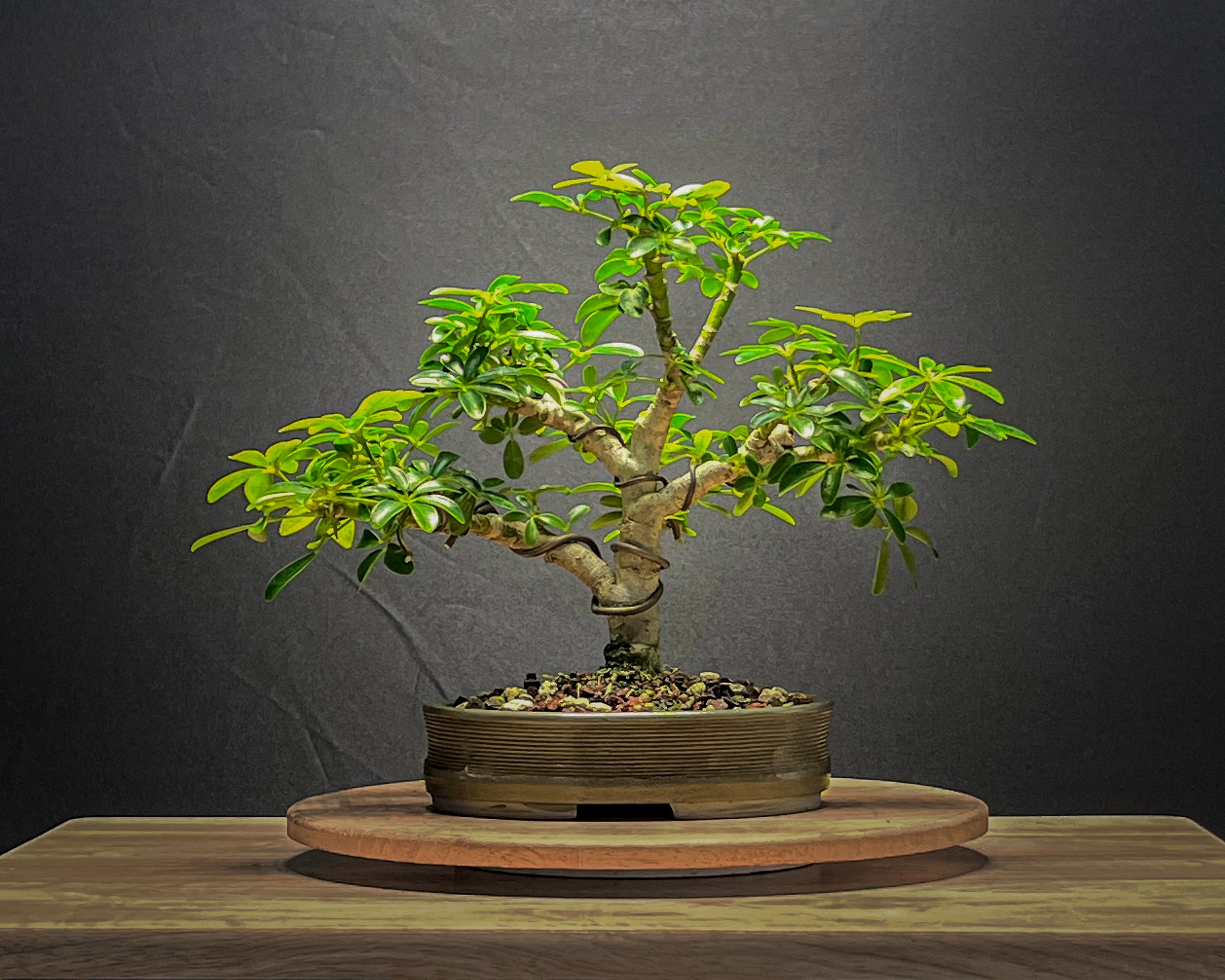 DIY Bonsai Bar Kit - Dwarf Umbrella