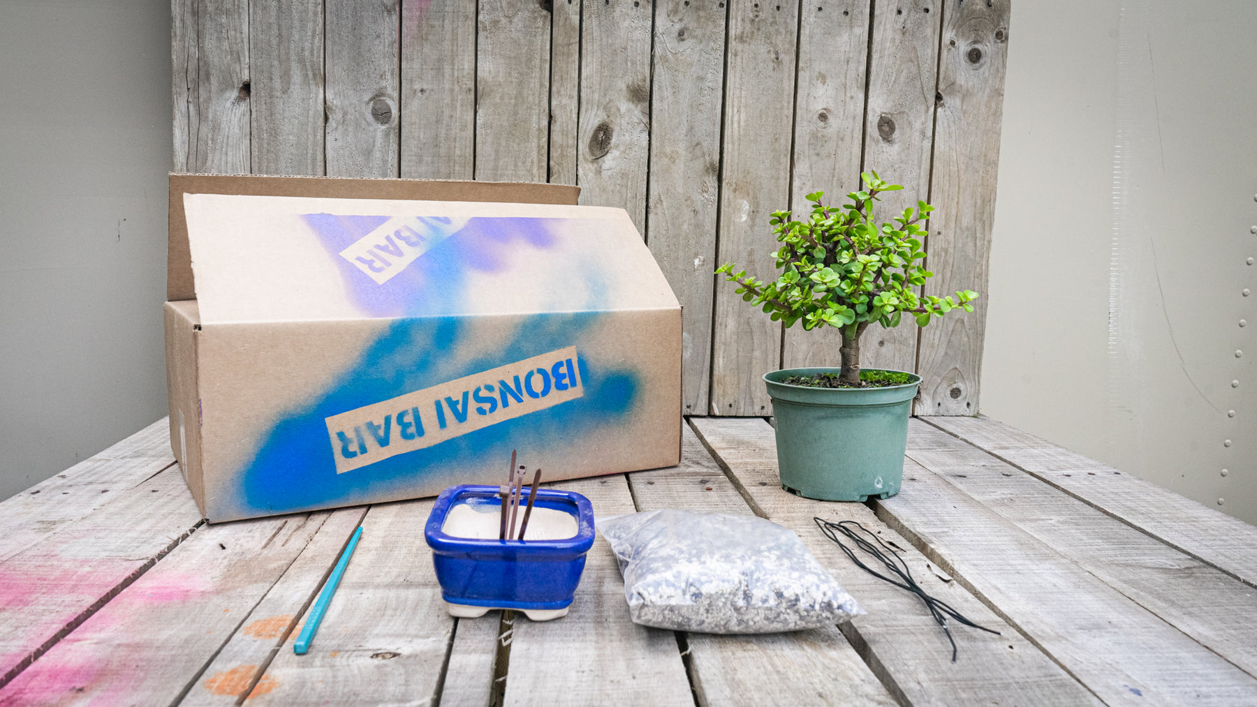 DIY Bonsai Bar Kit - Dwarf Jade